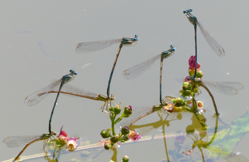 Présentation des odonates :: Elégantes libellules et demoiselles